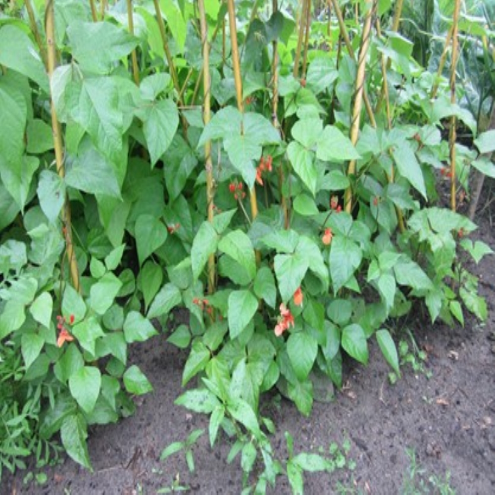 Pralbønne "Black Coat Runner Bean" Phaseolus coccineus - Frøsamlerne