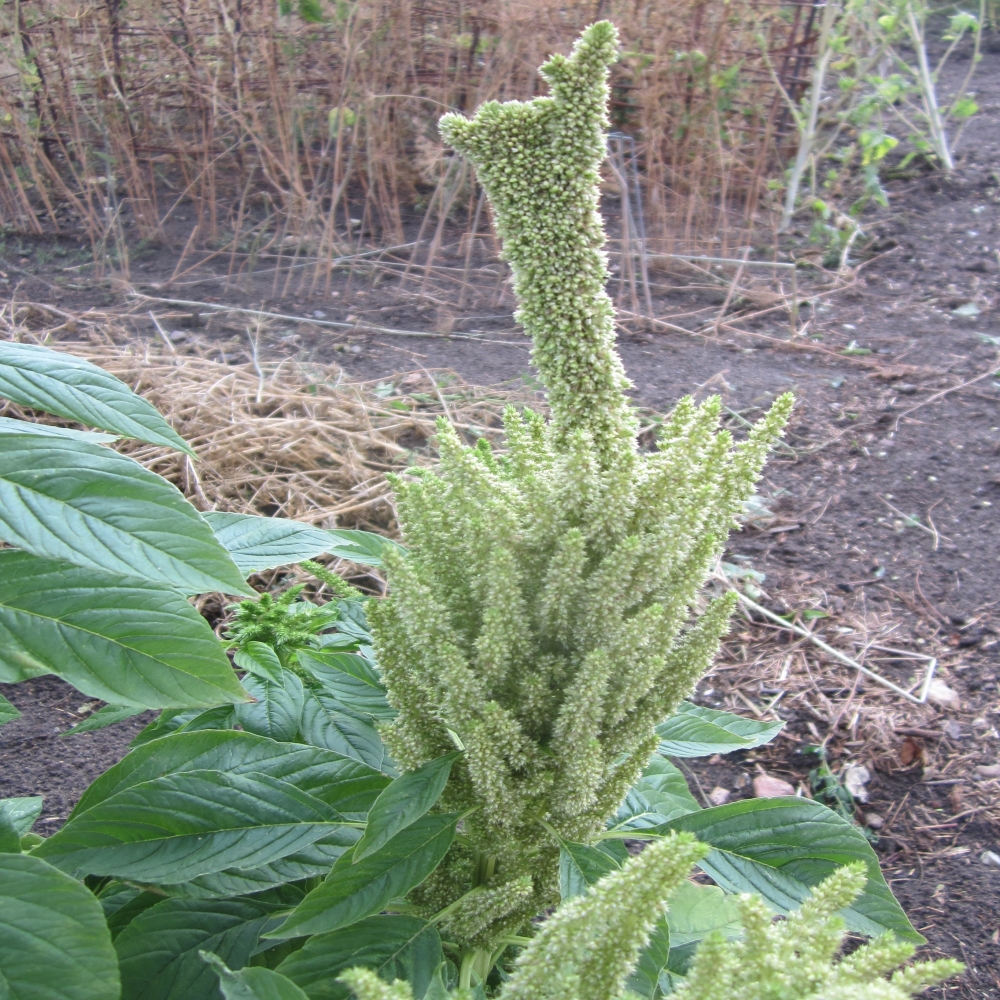 Amarant 'Sri Lanka' (Amaranthus sp.) FS 0918 - Frøsamlerne